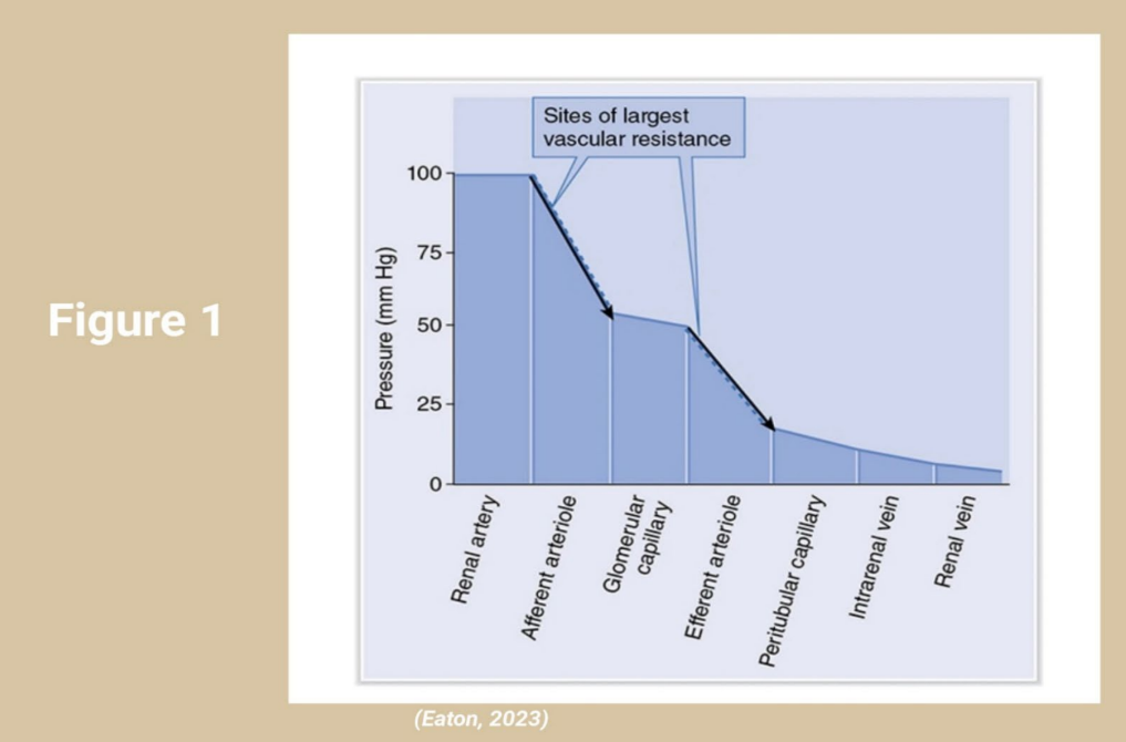 Single Nephron Hemodynamics - Northlake Nephrology Institute